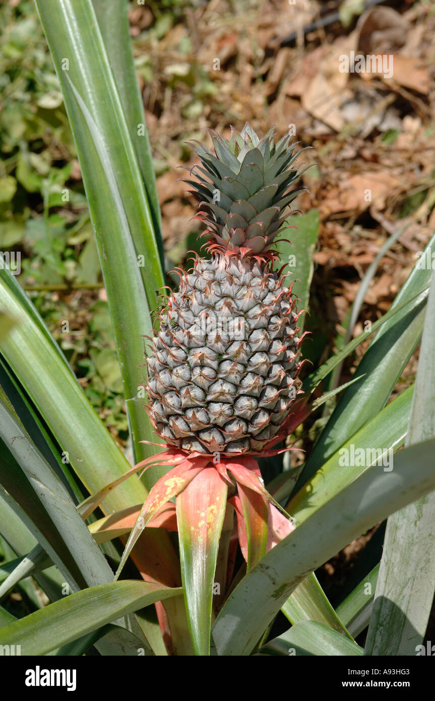 Pic pineapple hi-res stock photography and images - Alamy