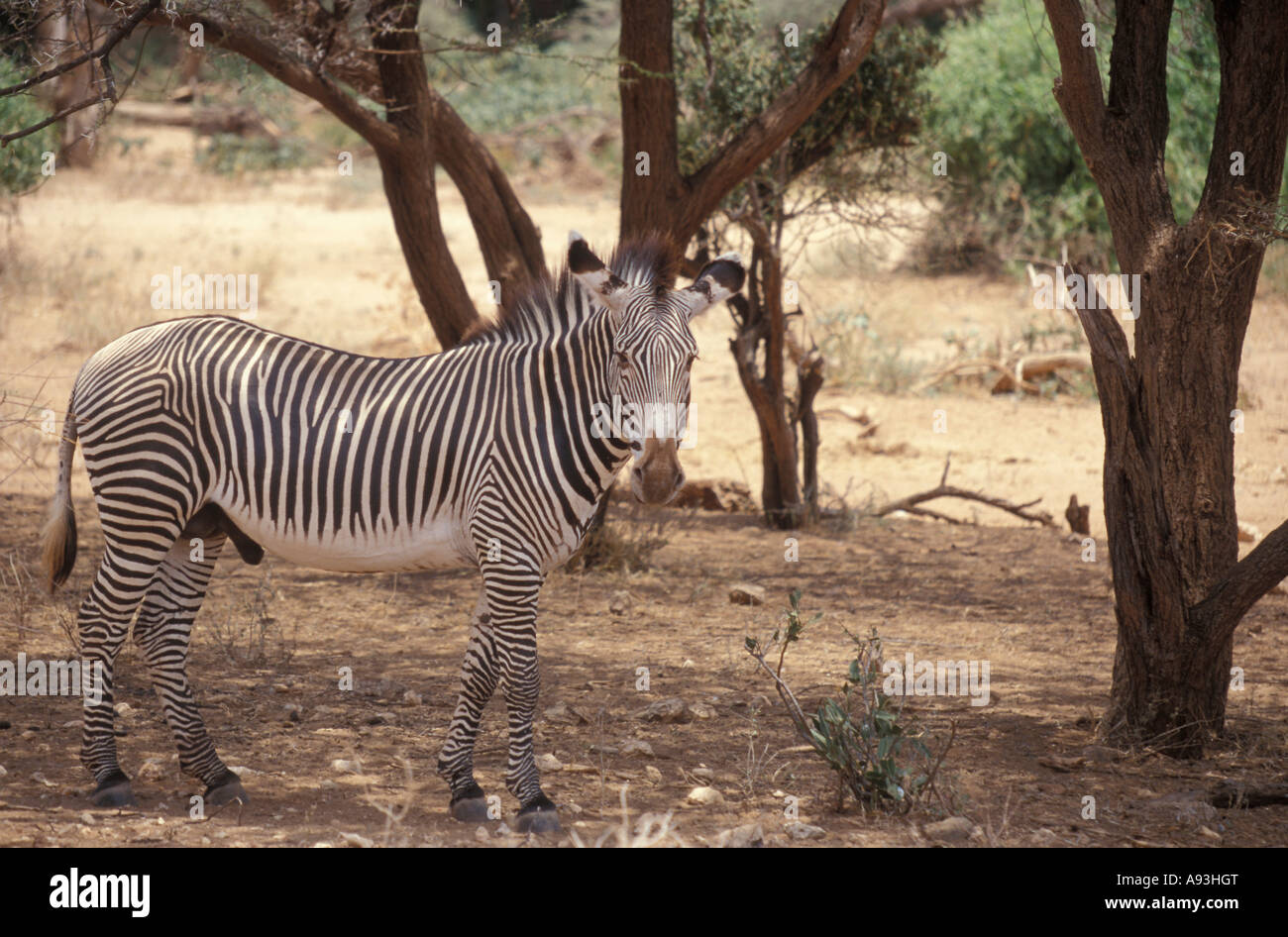 Grevy's Zebra (Equus grevyi Stock Photo - Alamy