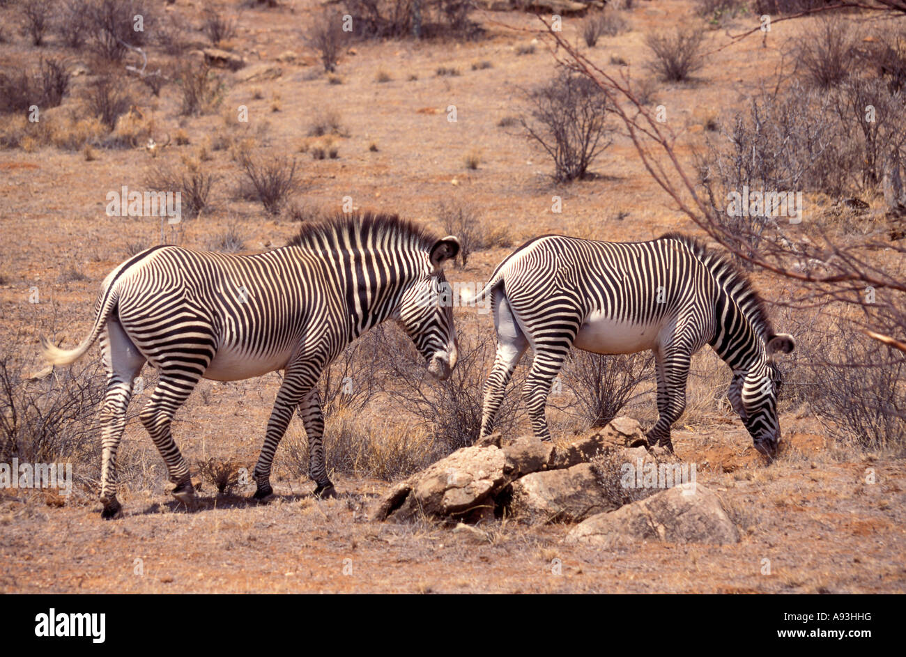 Grevy's Zebra (Equus grevyi Stock Photo - Alamy