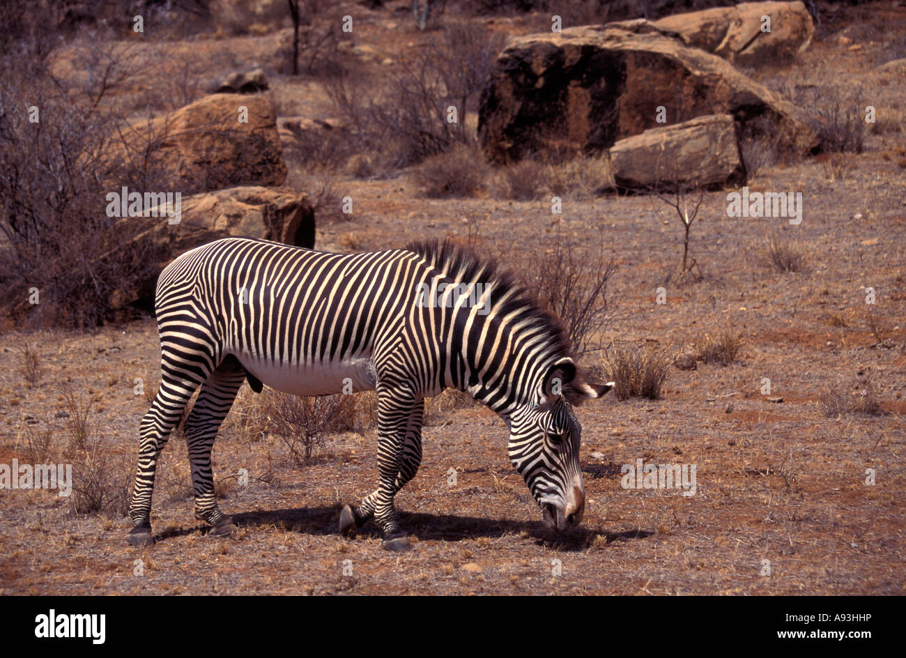 Grevy's Zebra (Equus grevyi Stock Photo - Alamy