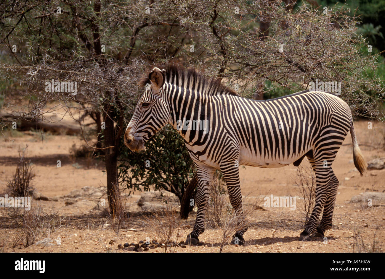 Grevy's Zebra (Equus grevyi) grazing in Samburu Reserve Stock Photo - Alamy