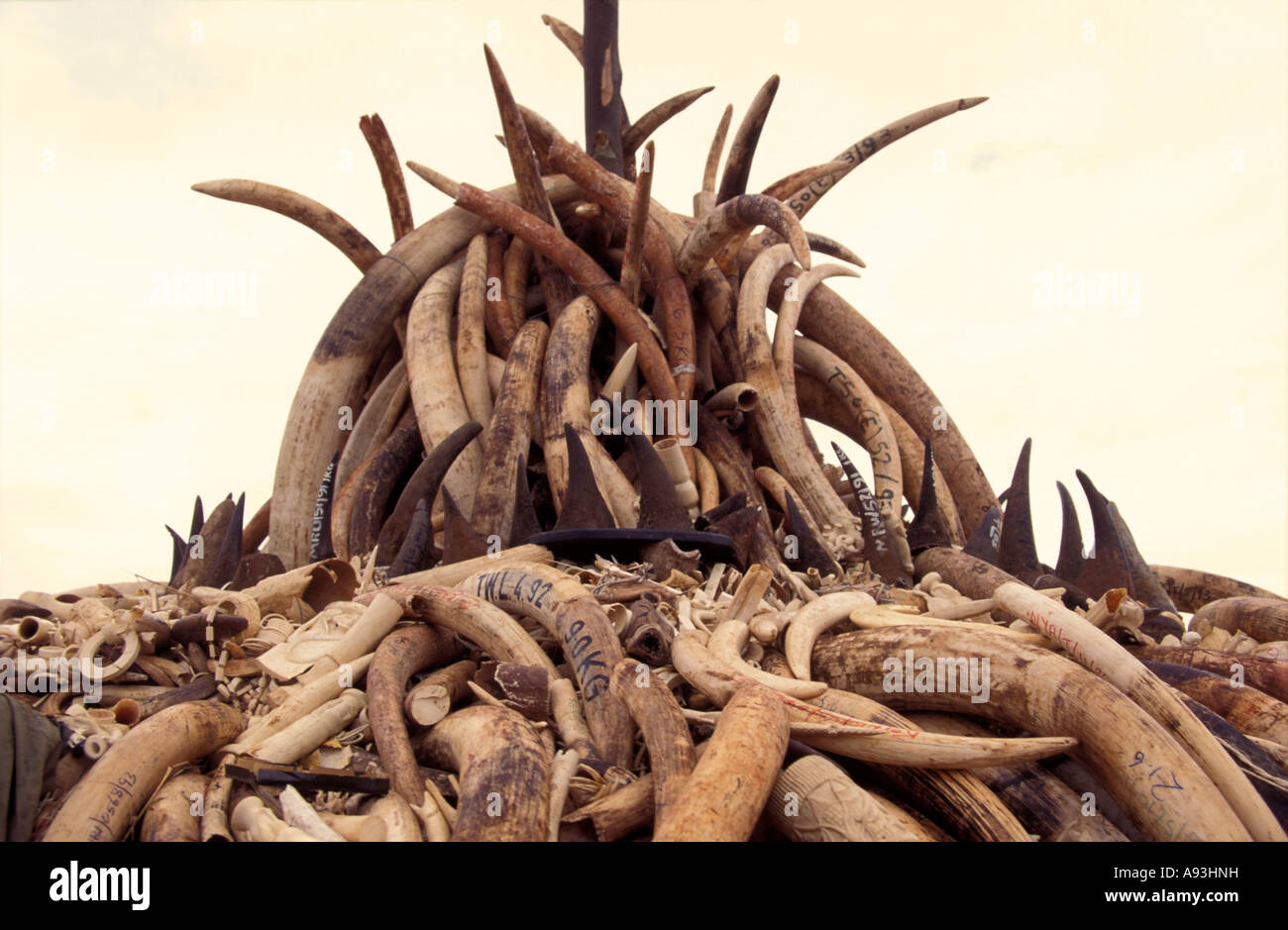 Poached Ivory and Rhino Horns being burned Stock Photo - Alamy