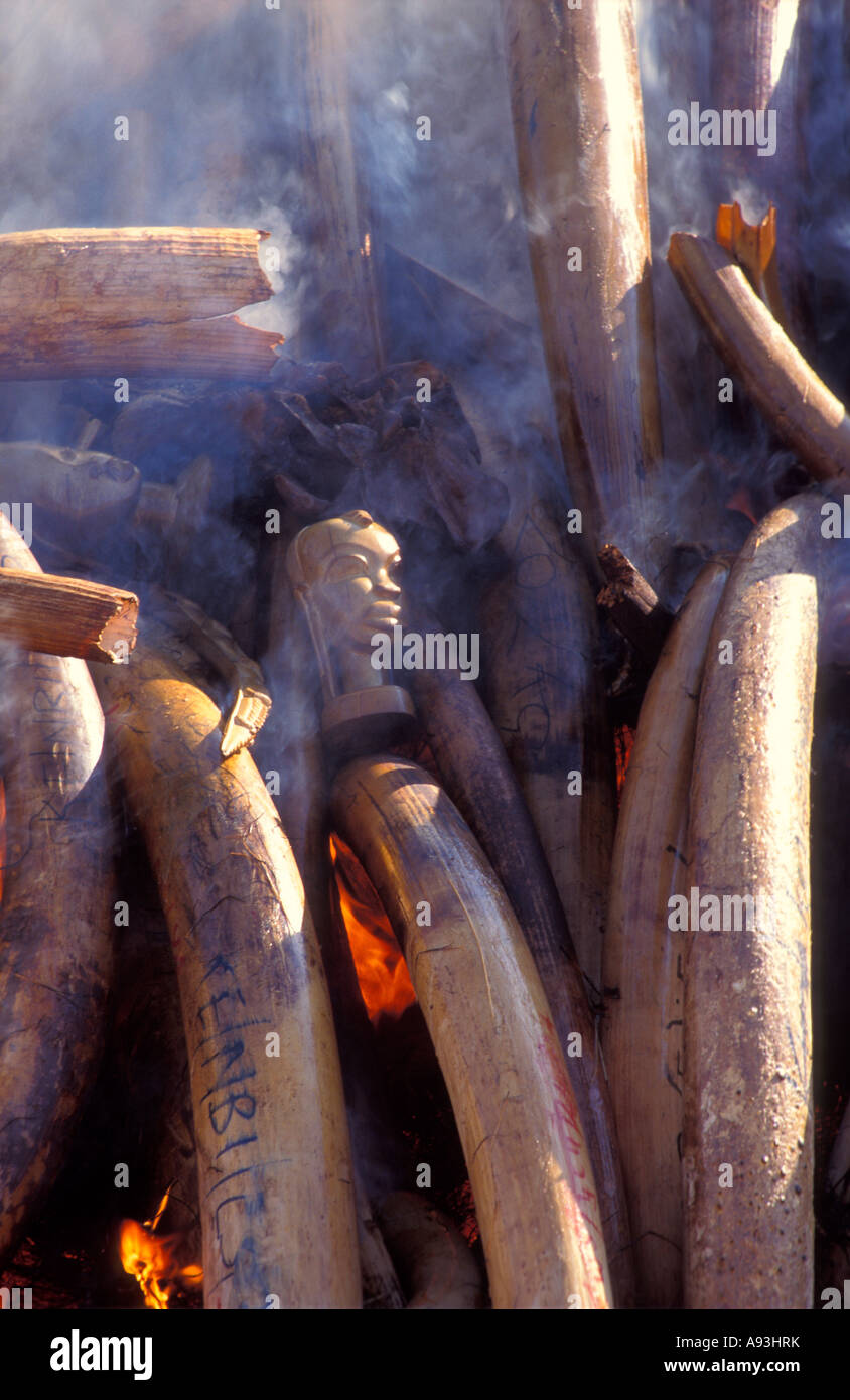 Poached Ivory and Rhino Horns being burned Stock Photo - Alamy