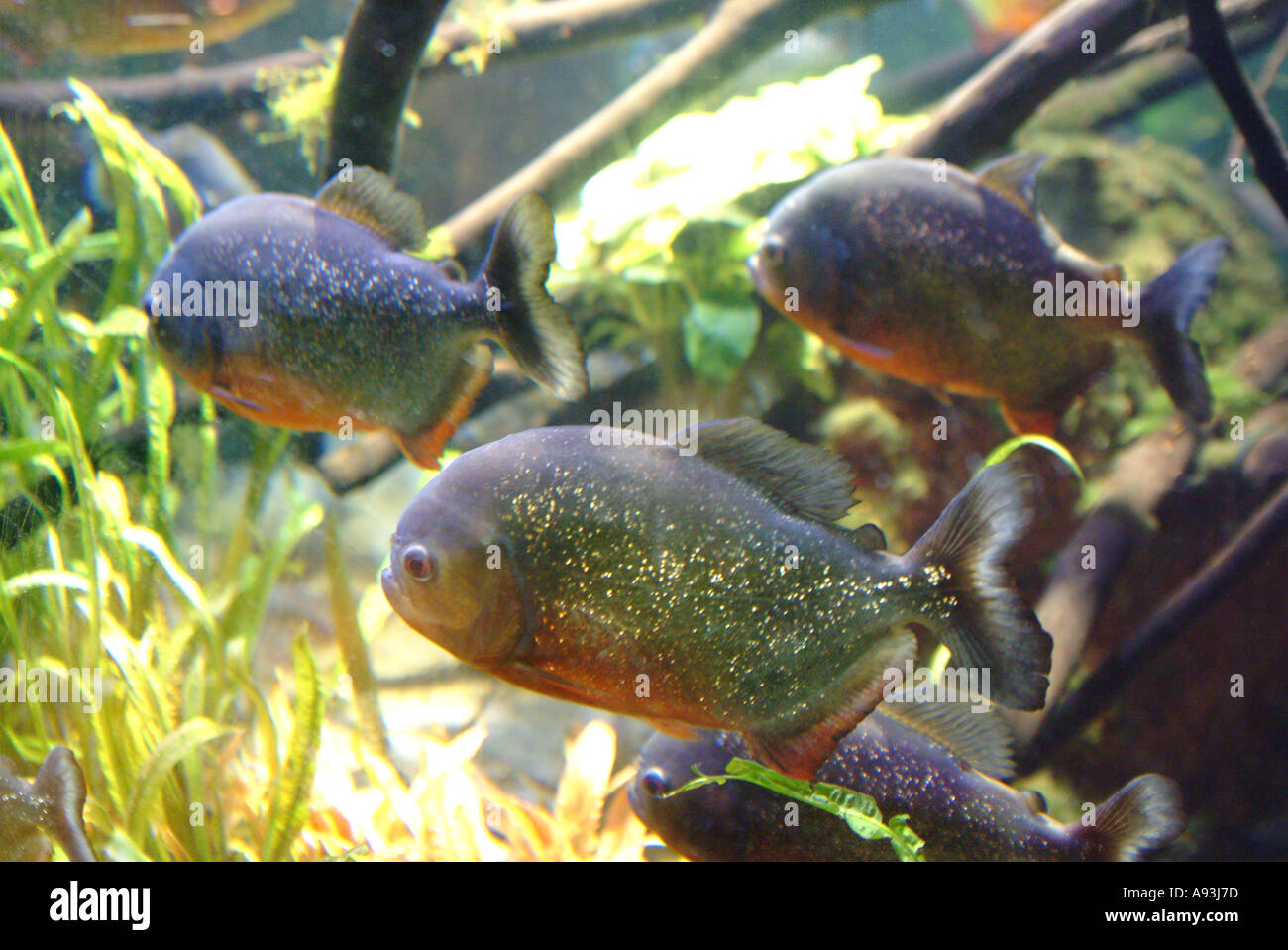 Piranha face hi-res stock photography and images - Alamy