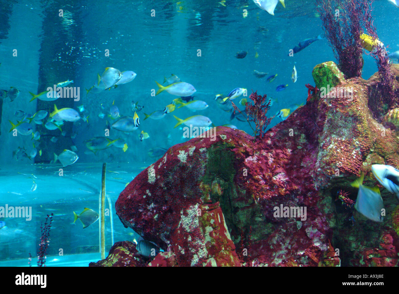 Fish in aquarium Stock Photo - Alamy