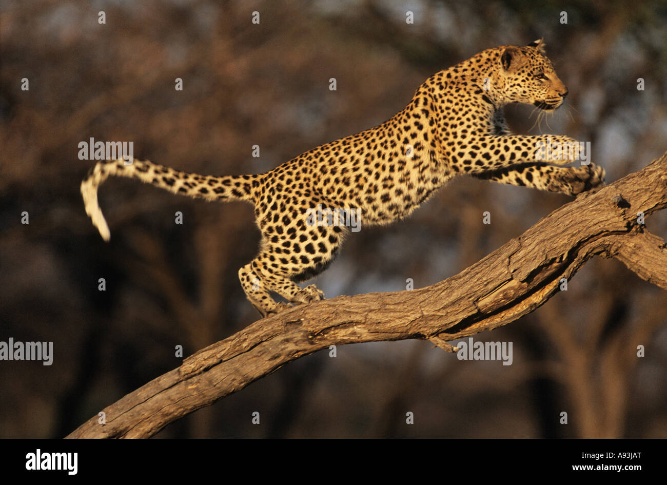 Standing of branch hi-res stock photography and images - Alamy