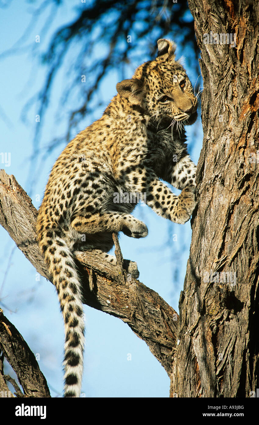 Leopard (Panthera Pardus) climbing tree Stock Photo - Alamy