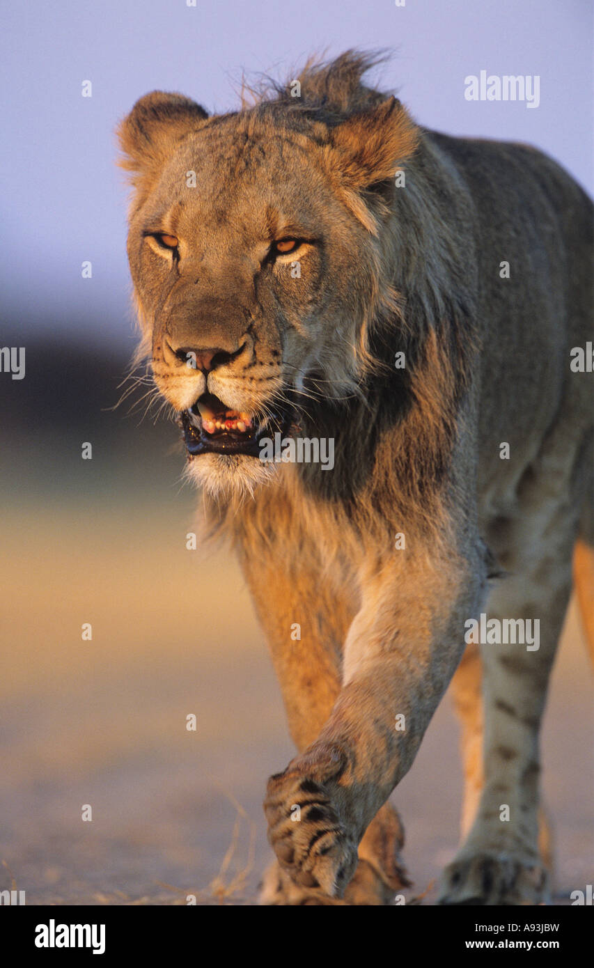 Male Lion walking on savannah Stock Photo - Alamy