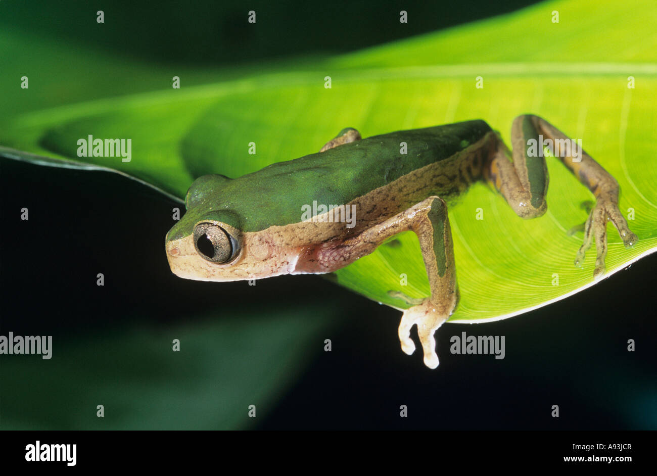Tree frog on leaf, close-up Stock Photo - Alamy