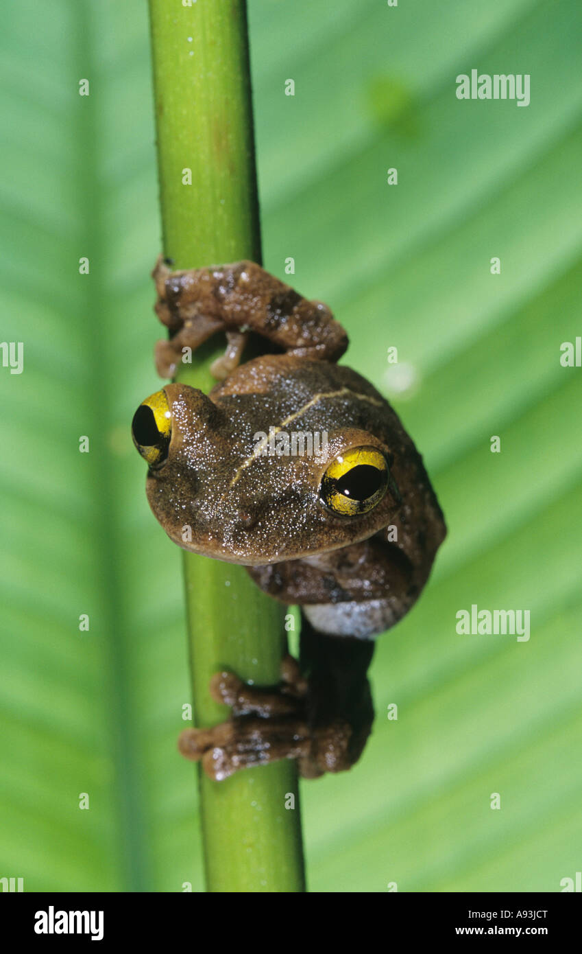 Tree frog on stem, close-up Stock Photo - Alamy