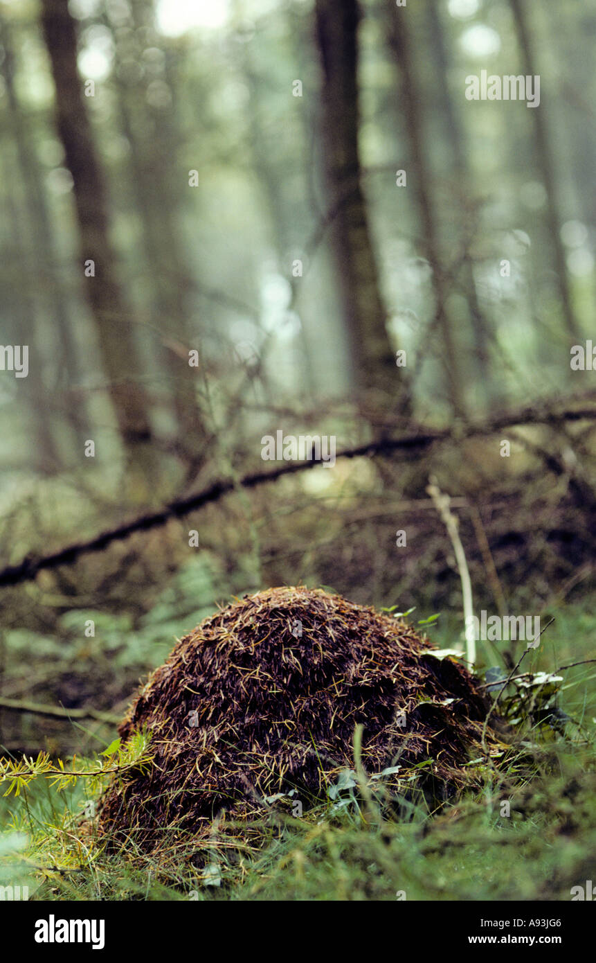 Ant heap uk hi-res stock photography and images - Alamy