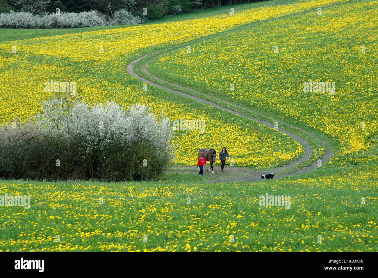 Dandelion blooming taraxacum officinalis hi-res stock photography and ...