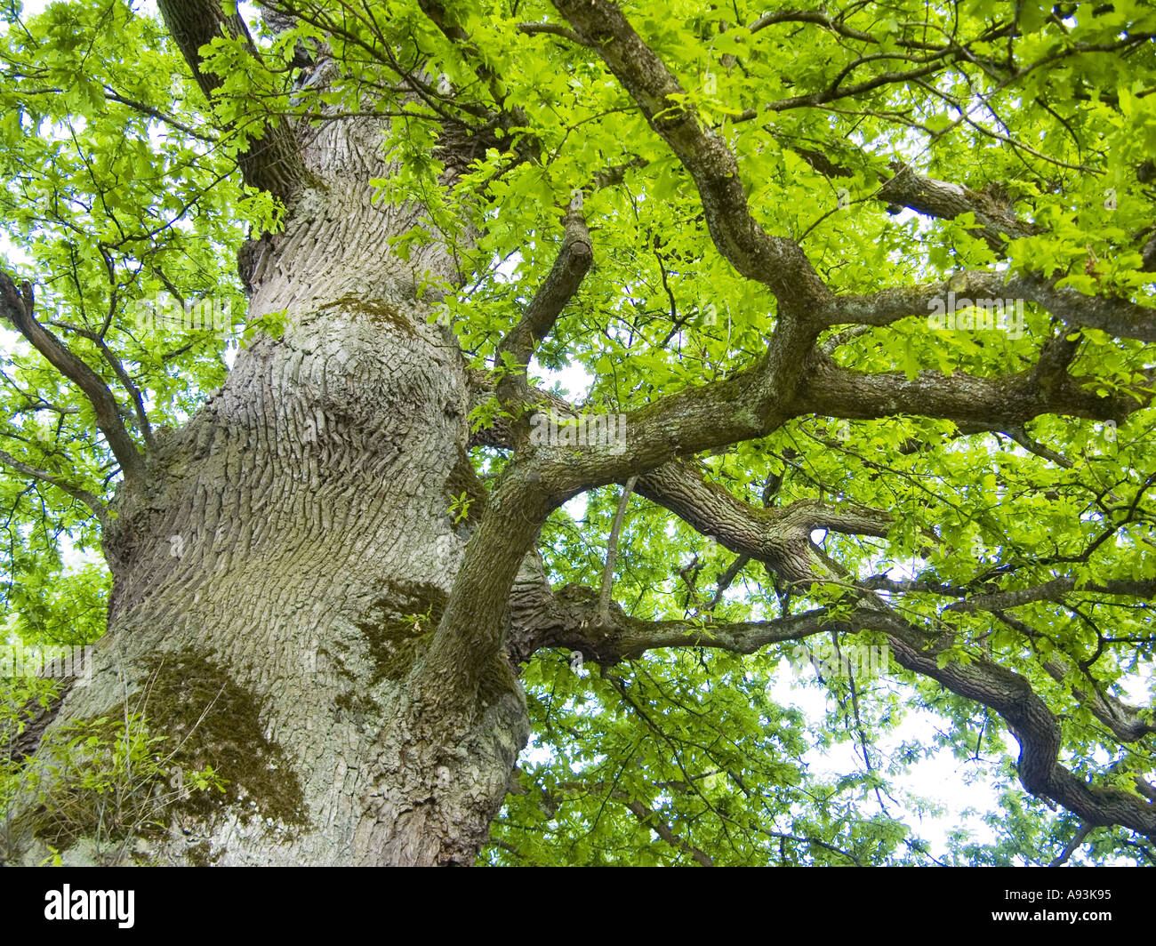Oak tree Alley huge old age oak tree forest spring time spring Summer ...