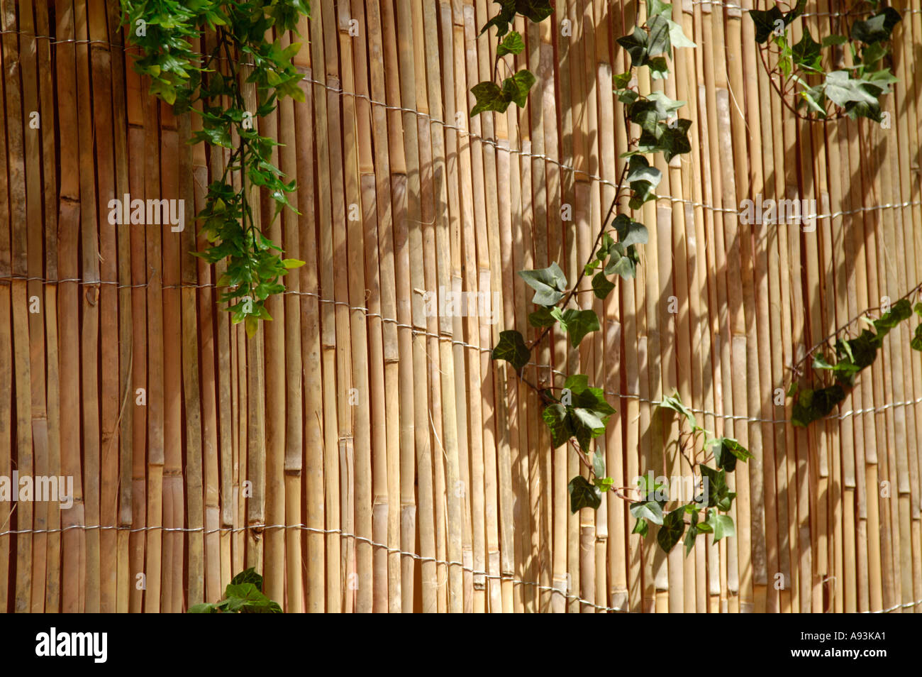 Split bamboo fence with ivy trailing Stock Photo - Alamy