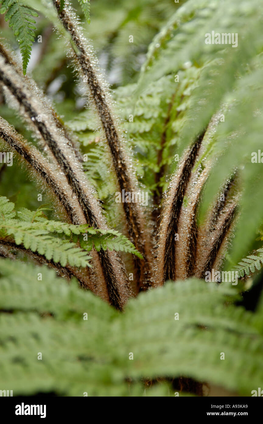 Dicksonia fibrosa Wheki Ponga Golden Tree fern Stock Photo - Alamy