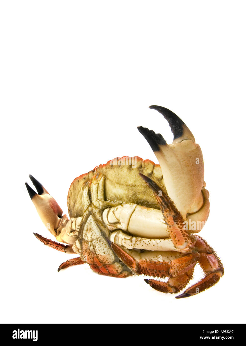 red brown edible crab on white background laying on its back FOOD EAT ...