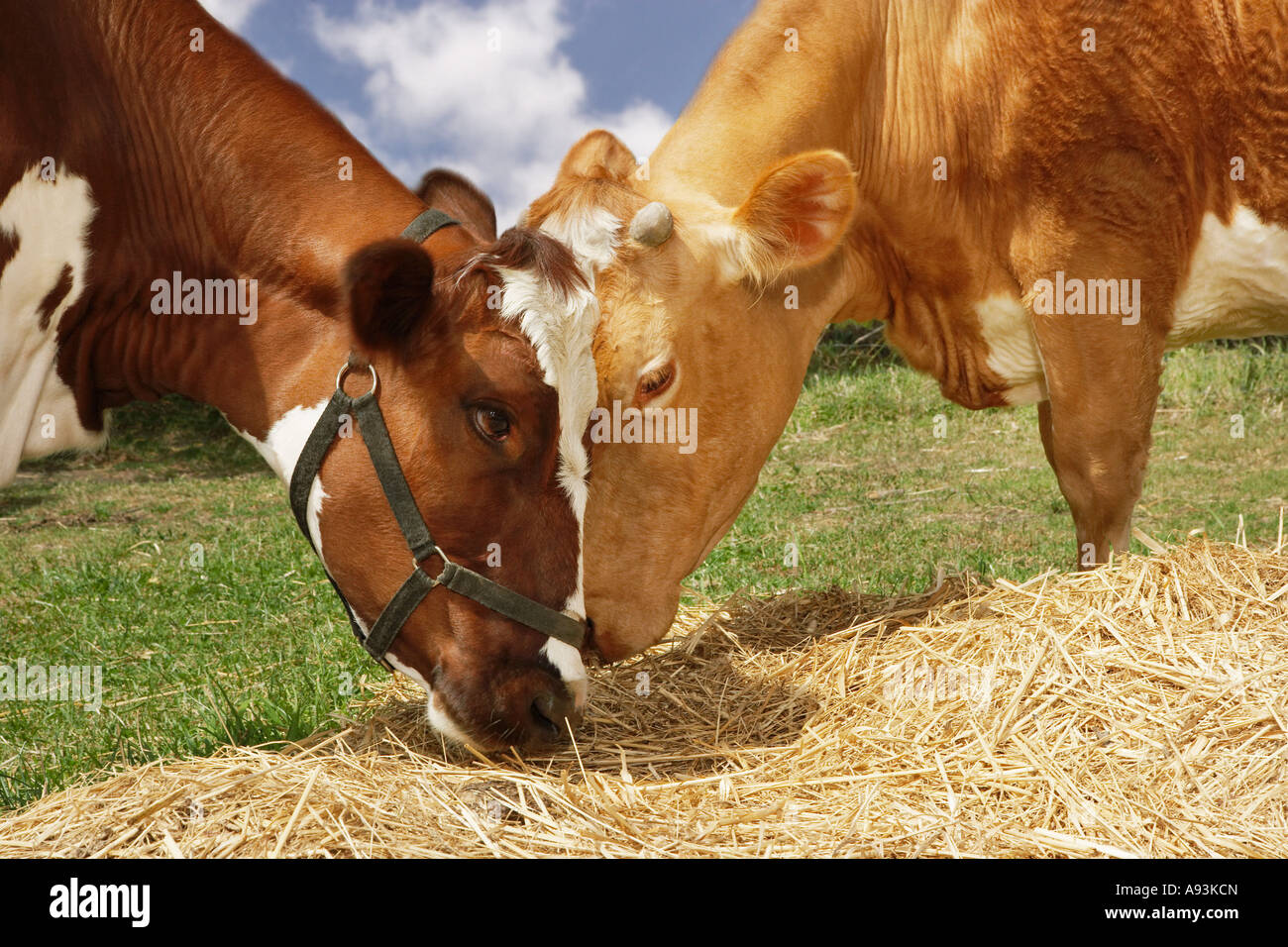 Two brown cows eating hay in field, close-up Stock Photo - Alamy