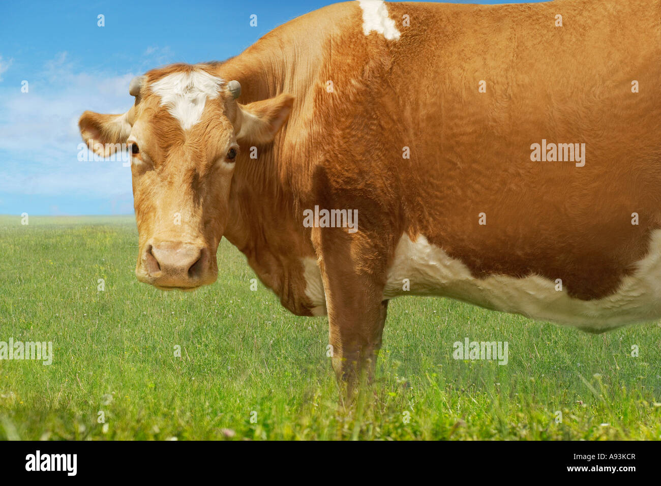 Brown cow in field, side view Stock Photo - Alamy