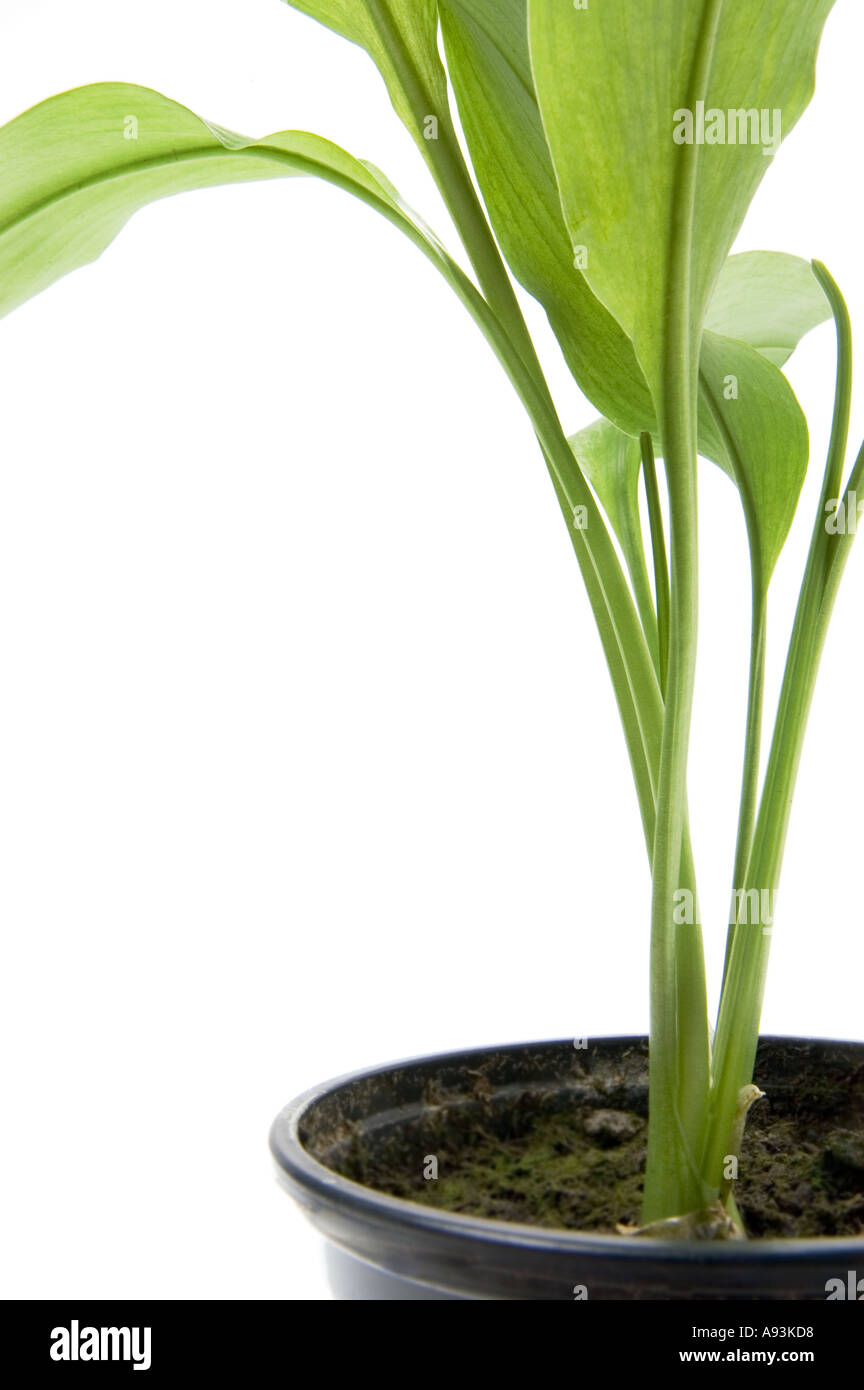 Allium ursinum Ramsons Wild Garlic RAMSEN RAMSON bear s garlic bears ...