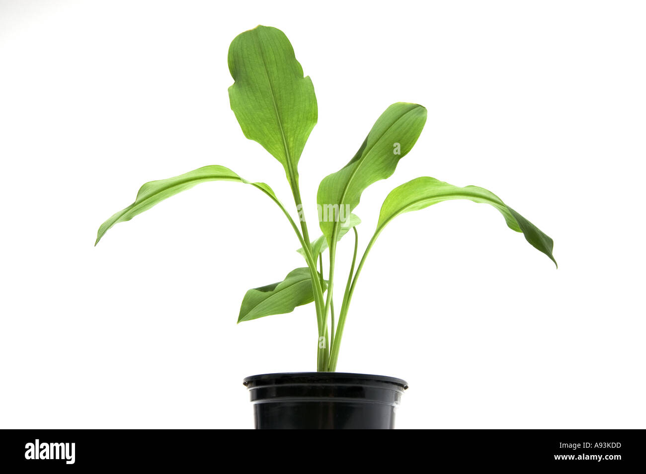 Allium ursinum Ramsons Wild Garlic RAMSEN RAMSON bear s garlic bears ...