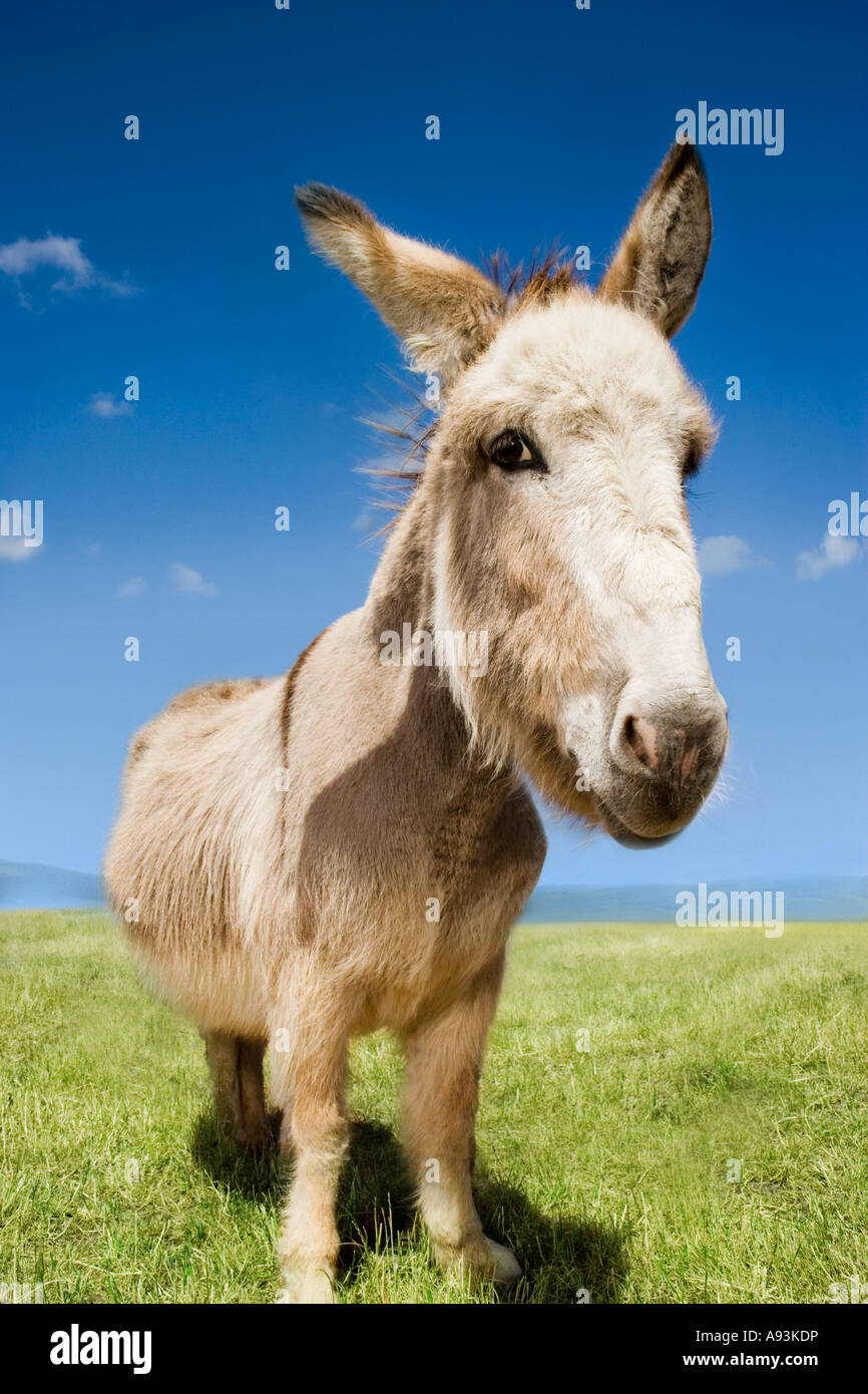 Donkey in field Stock Photo - Alamy