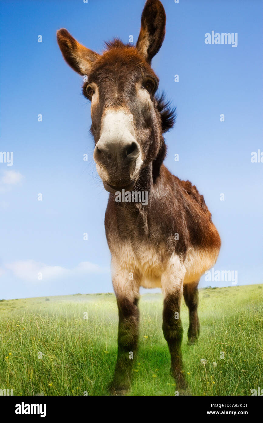 Donkey in green field Stock Photo - Alamy