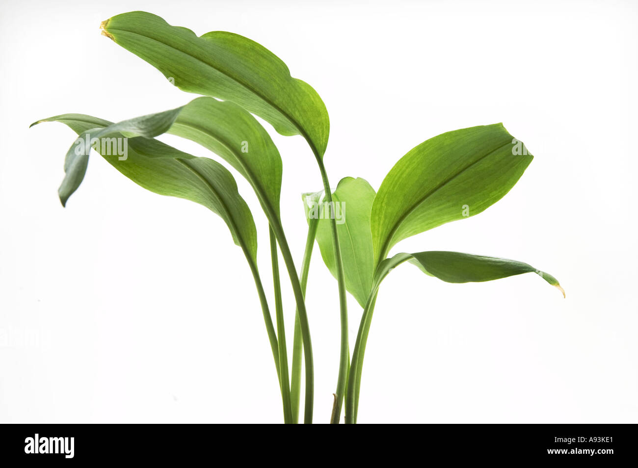 Allium ursinum Ramsons Wild Garlic RAMSEN RAMSON bear s garlic bears ...