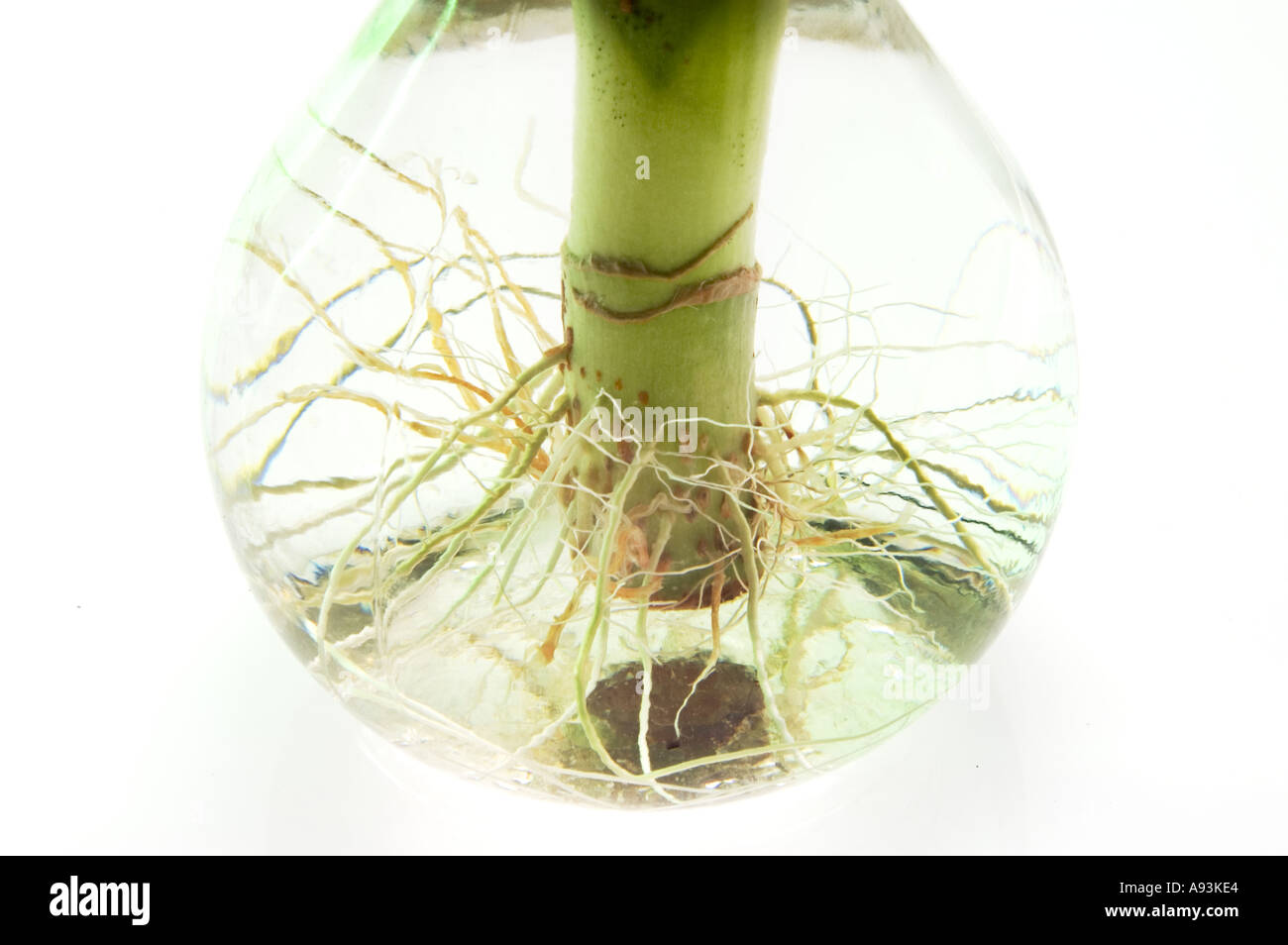 roots of a bamboo plant in water bowl round glass ball sphere globe ...