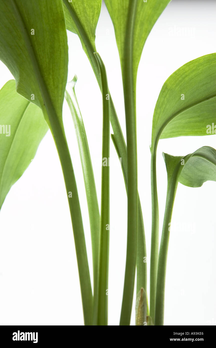 Allium ursinum Ramsons Wild Garlic RAMSEN RAMSON bear s garlic bears ...