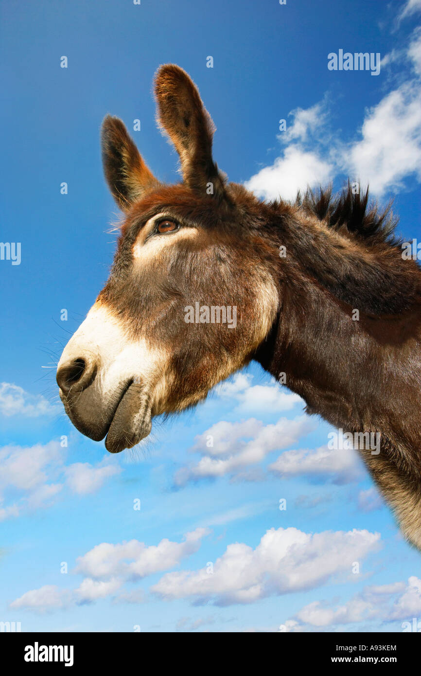 Donkey's head against blue sky, side view Stock Photo - Alamy