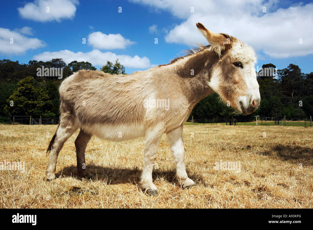 Donkey in field, side view Stock Photo - Alamy