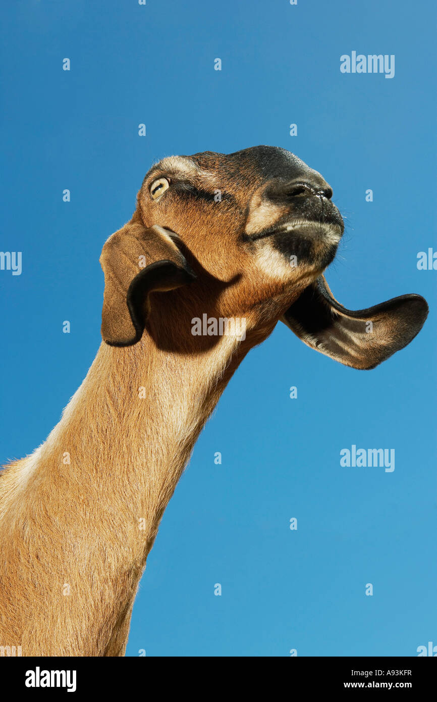 Lop eared goat hi-res stock photography and images - Alamy