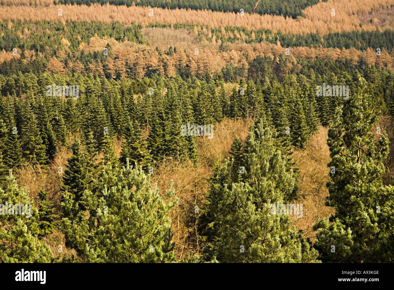 Forestry england hi-res stock photography and images - Alamy