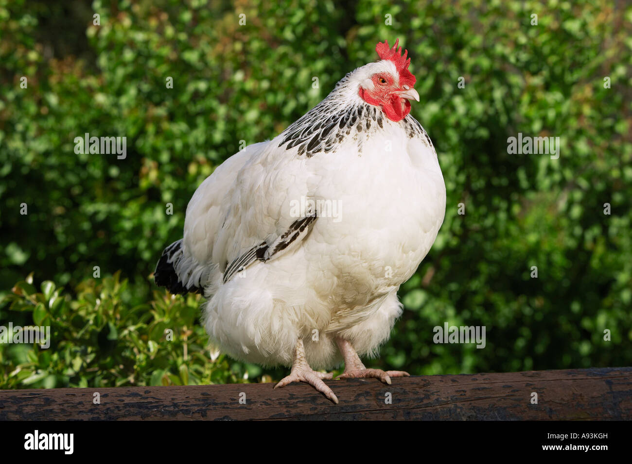 White chicken sitting on fence outdoors Stock Photo - Alamy