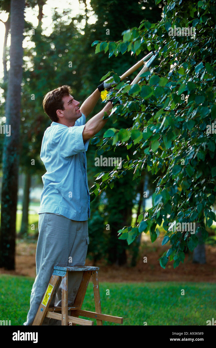 Side profile of a mid adult man pruning a tree Stock Photo - Alamy