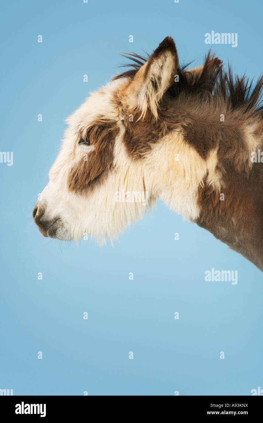 Donkey against blue background, eyes closed, close-up of head, side ...