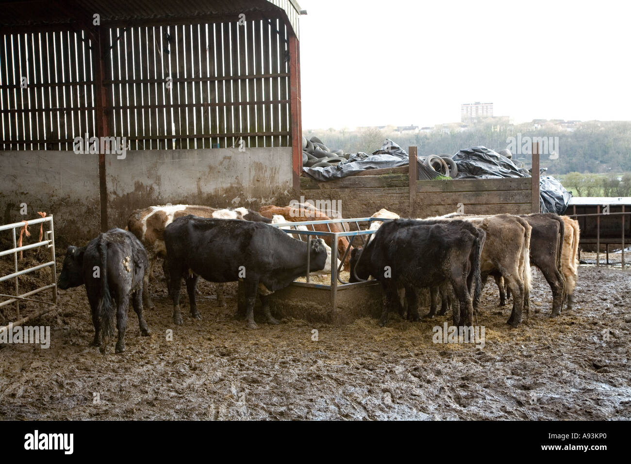 Cows eating hay from a stall while standing in slurry in a farmyard ...