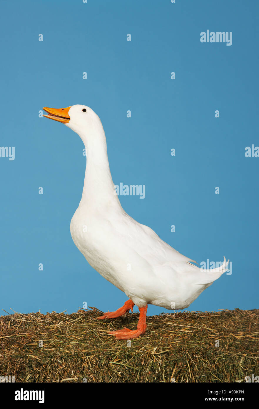 Side view of goose against blue background Stock Photo - Alamy