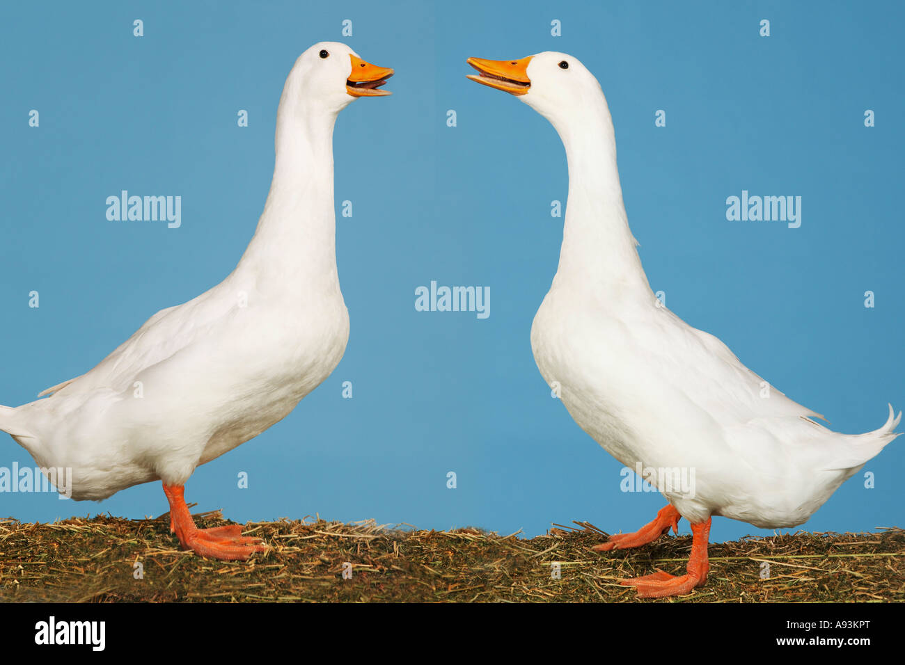 Two geese facing each other against blue background, side view Stock ...