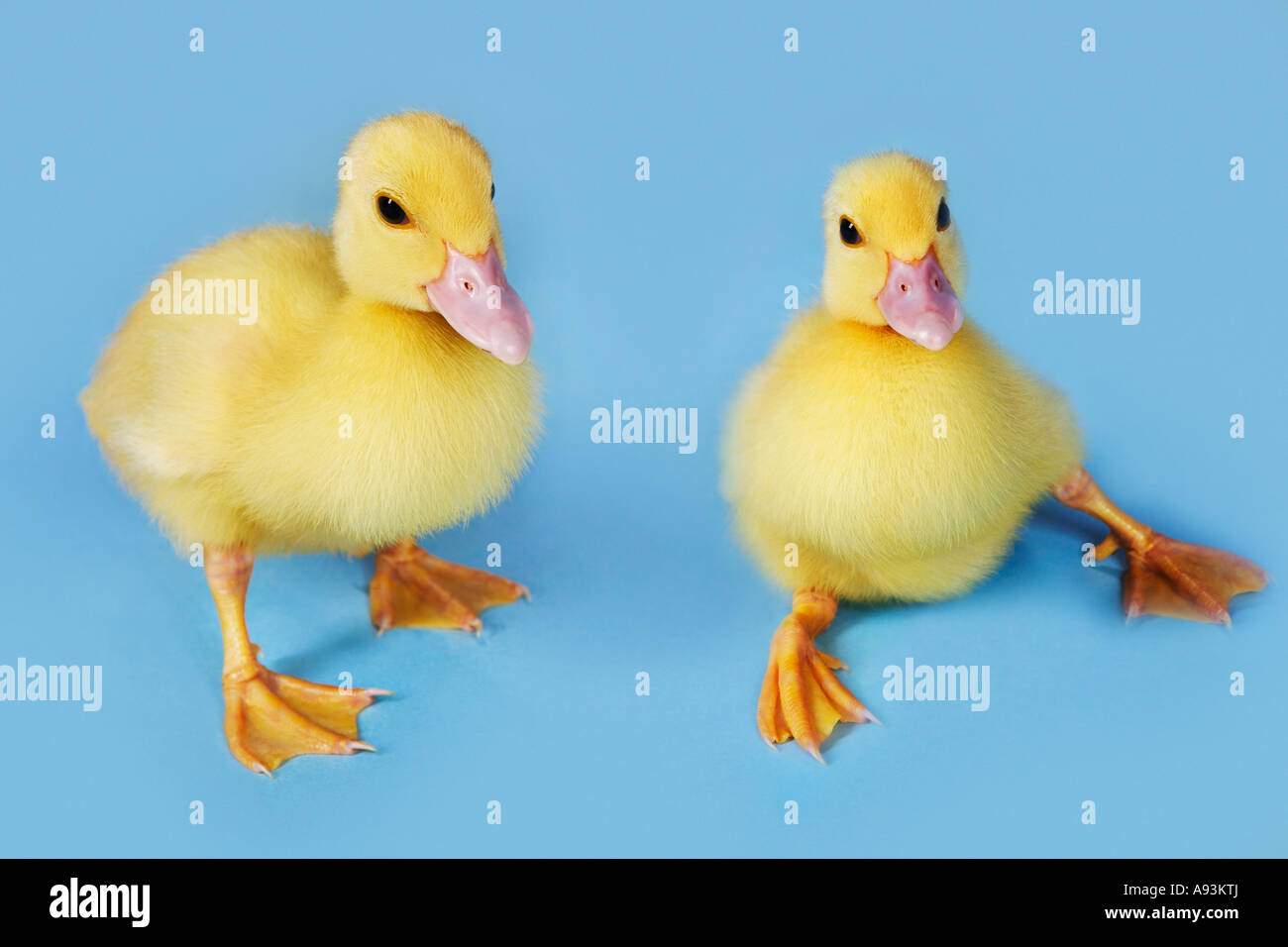Two ducklings on blue background, close-up Stock Photo - Alamy