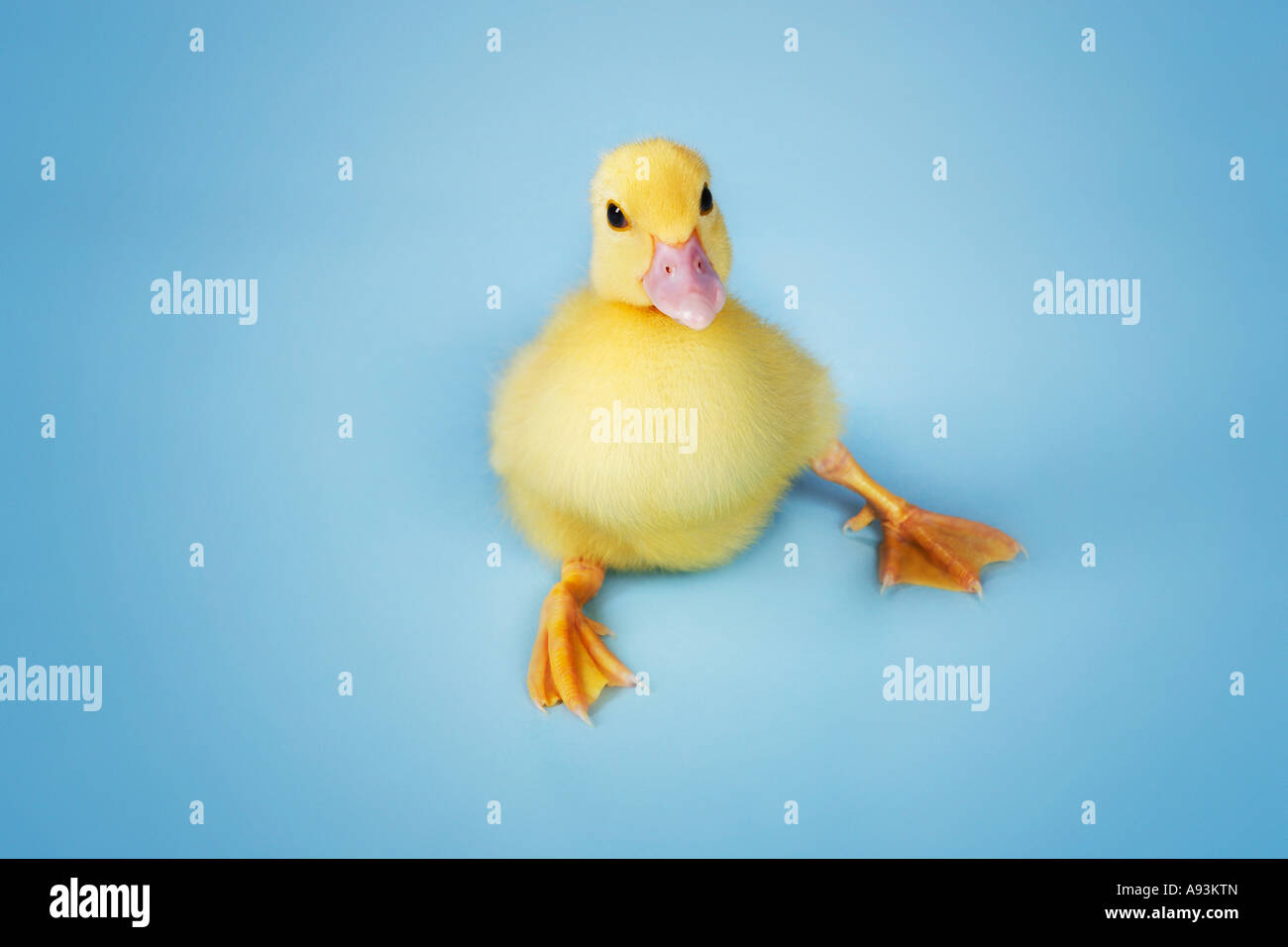 Duckling looking at camera hi-res stock photography and images - Alamy