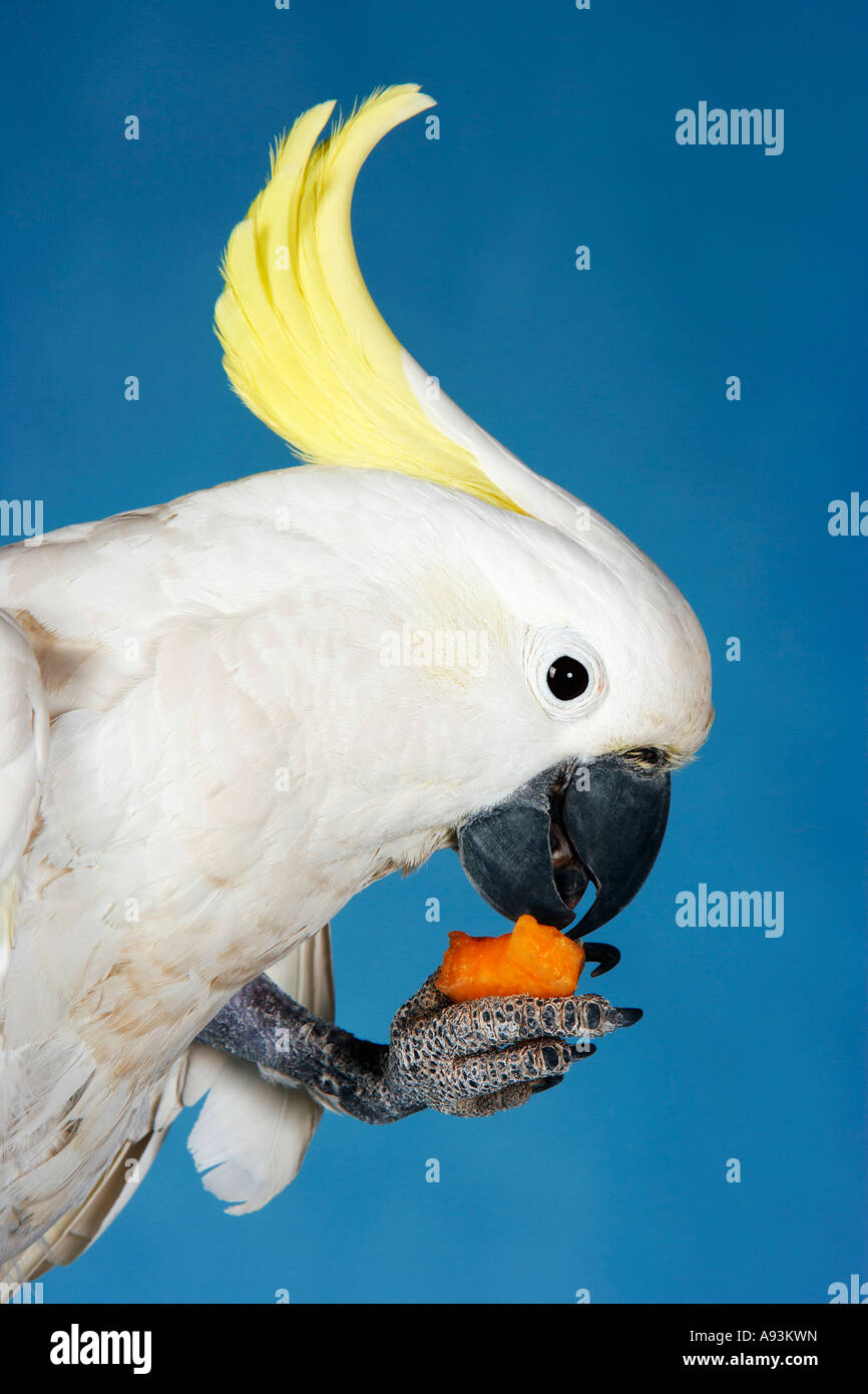 Cockatoo eating on blue background, side view Stock Photo - Alamy