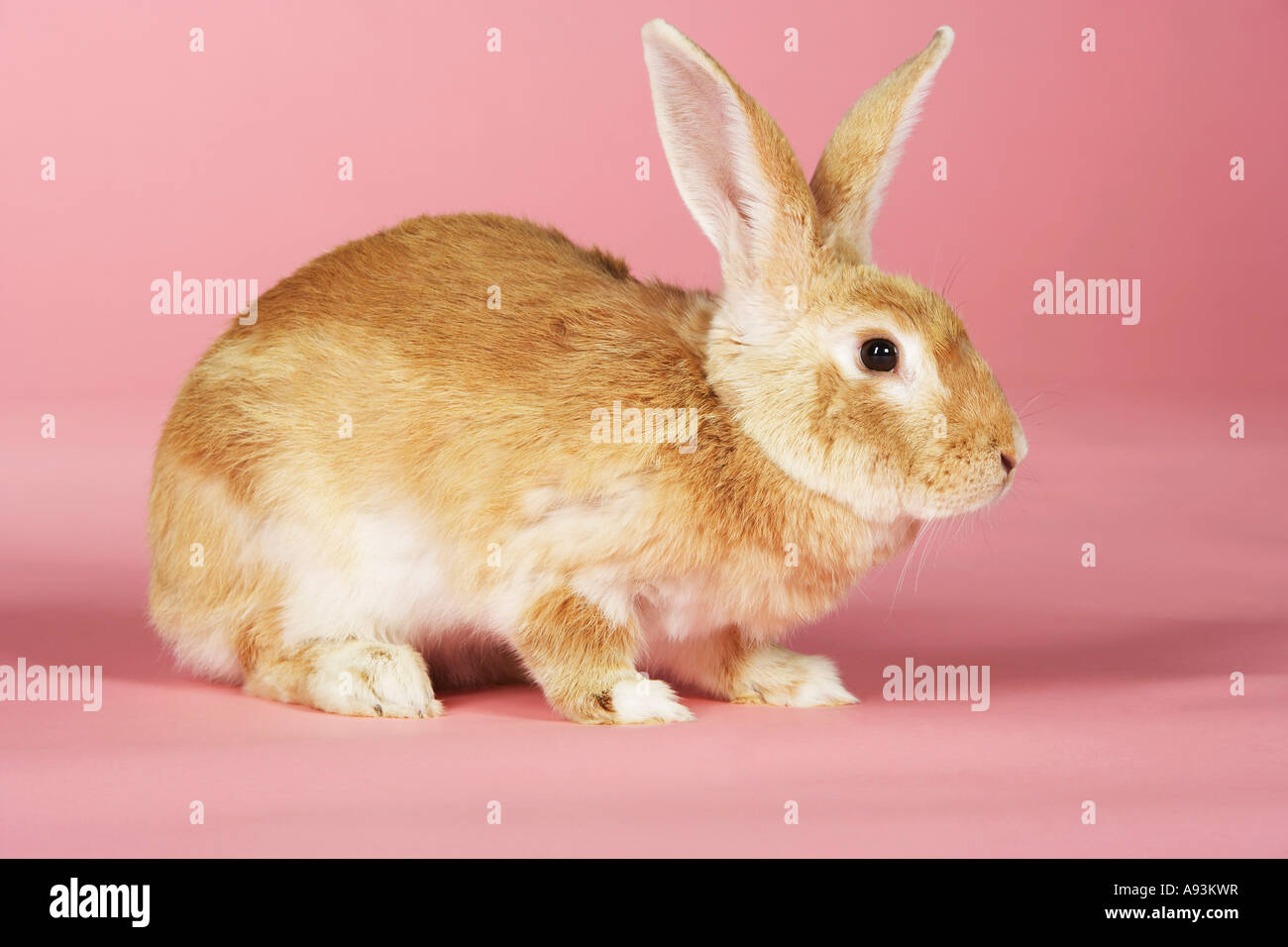 Brown rabbit on pink background Stock Photo - Alamy