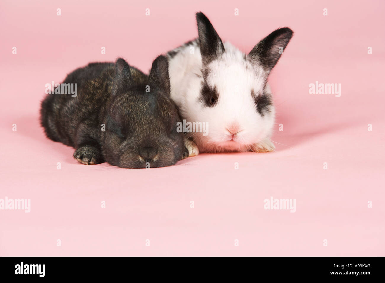 Two baby pet rabbits on pink background Stock Photo - Alamy