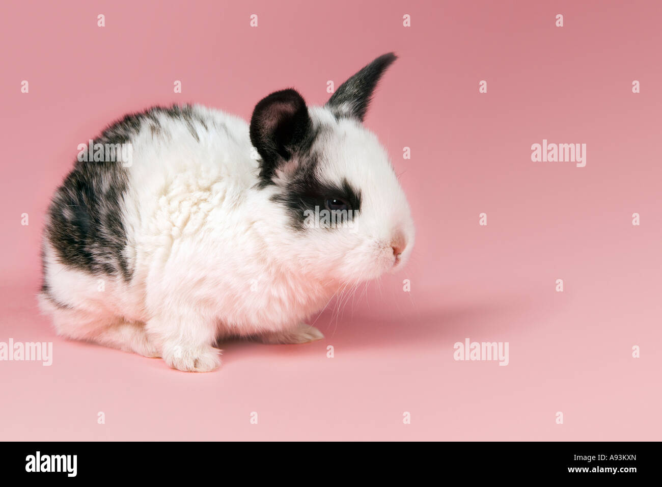 Pet rabbit on pink background Stock Photo - Alamy