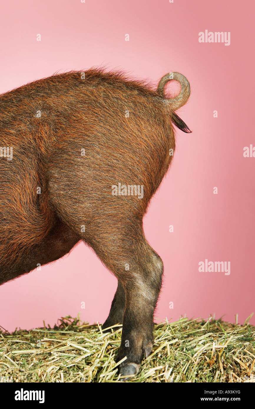 Rear end of pig on pink background, side view Stock Photo - Alamy
