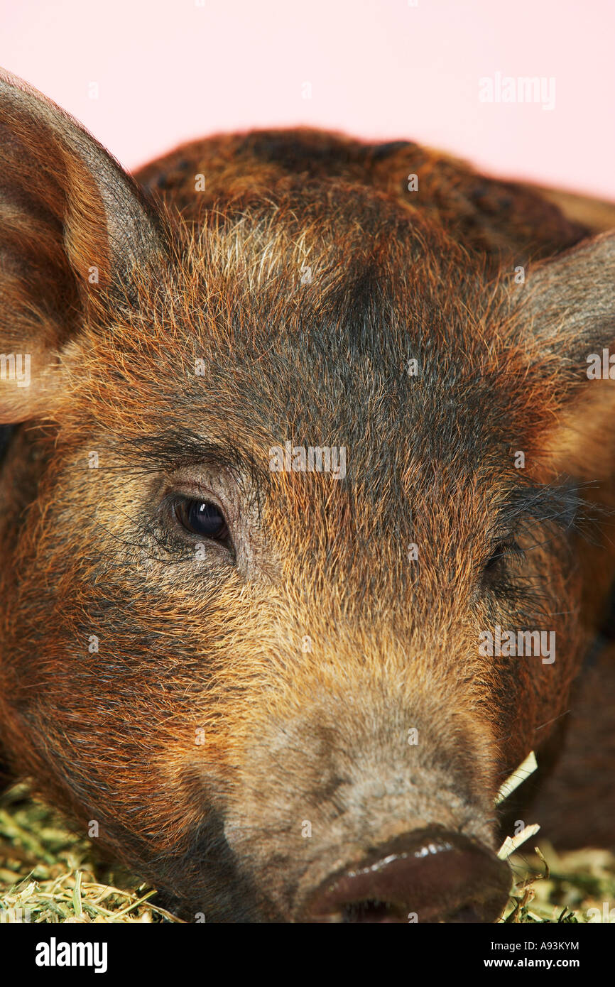 Brown pig, close-up of head Stock Photo - Alamy
