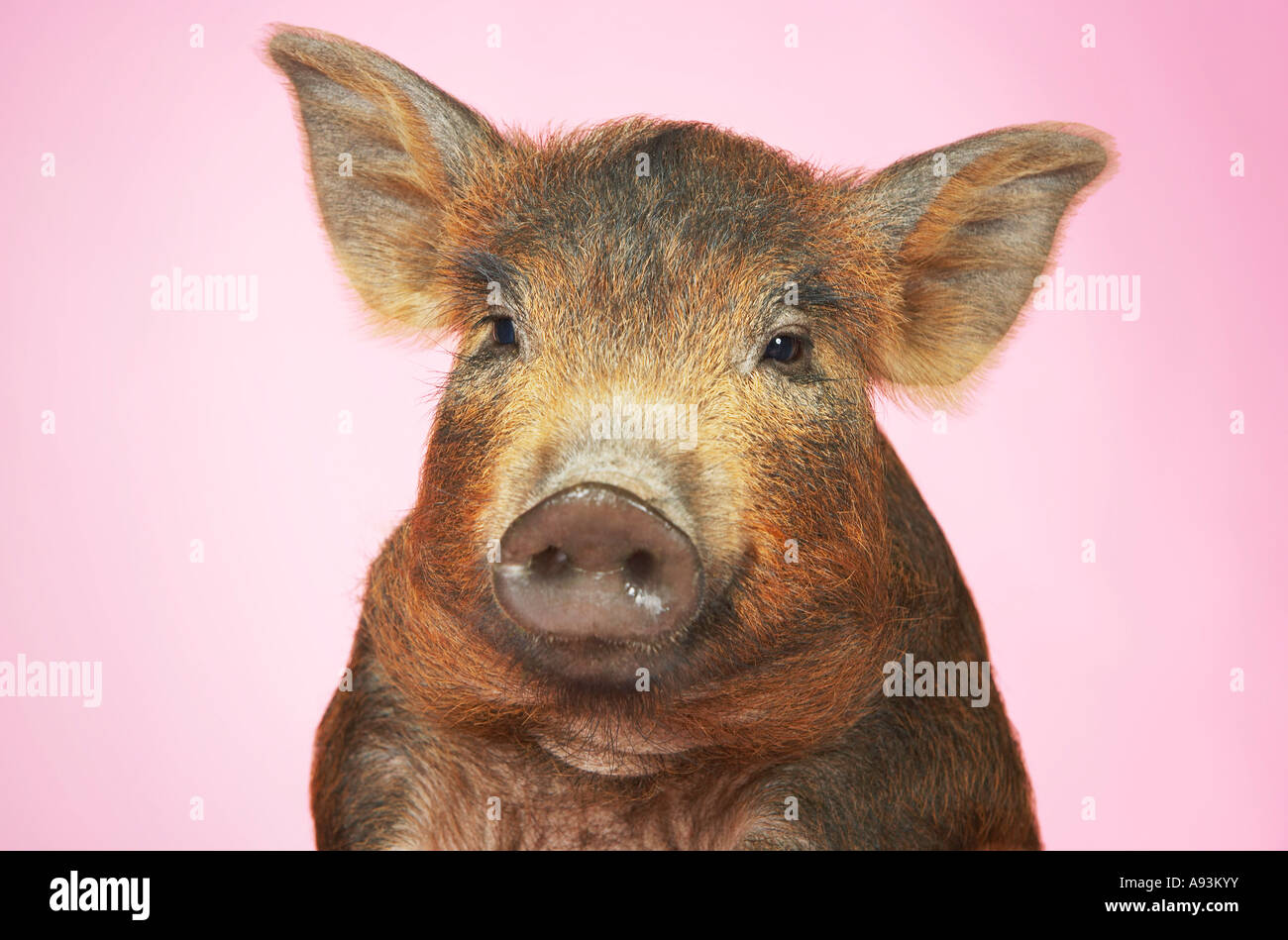Brown pig against pink background, close-up Stock Photo - Alamy