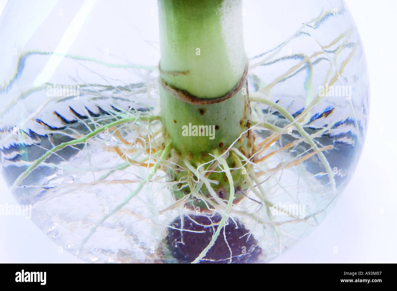 roots of a bamboo plant in water bowl round glass ball sphere globe ...