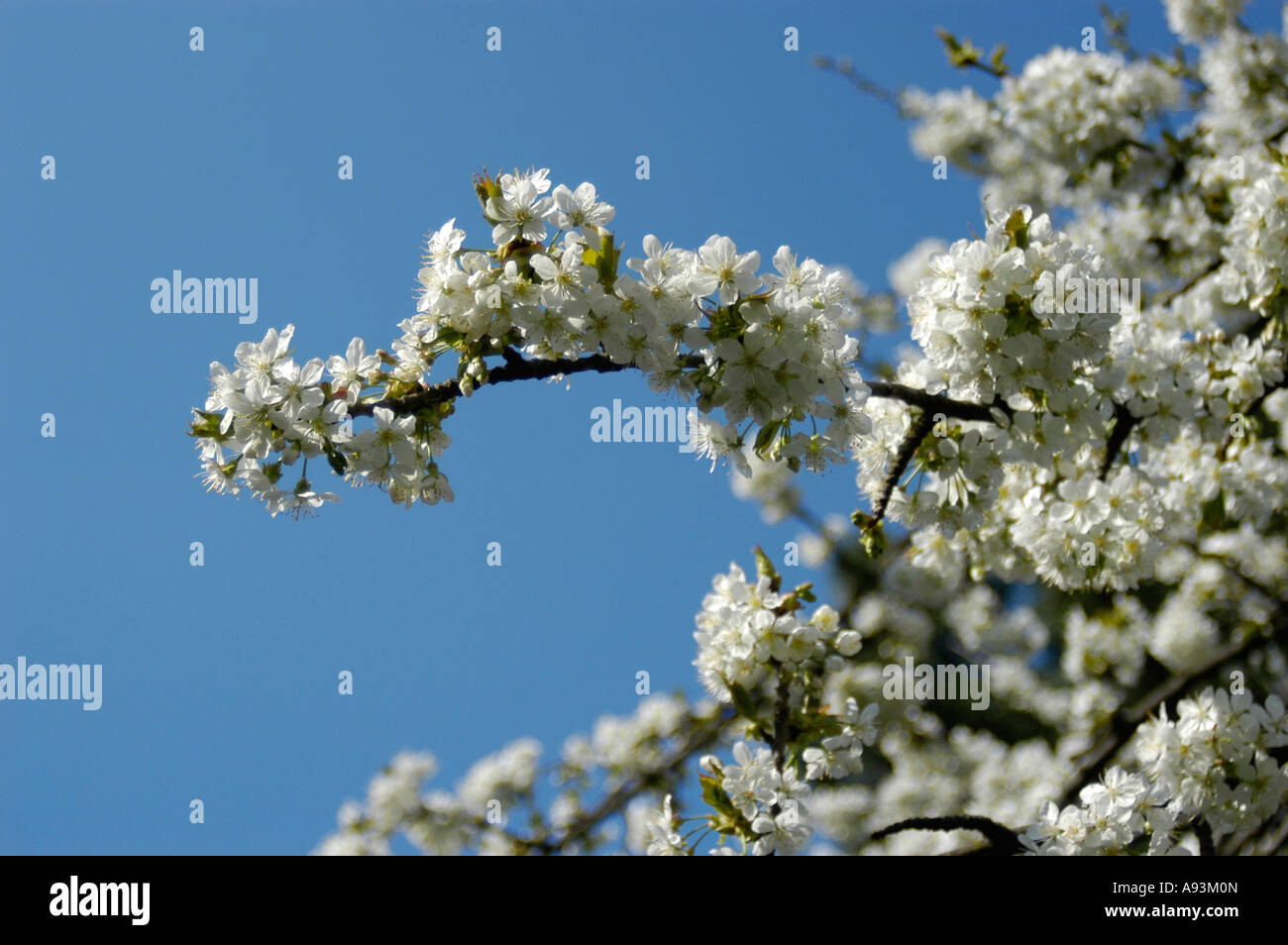 Spring tree flowering Stock Photo - Alamy